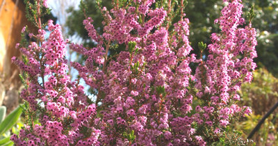 Ericaceae • Herb Federation of New Zealand