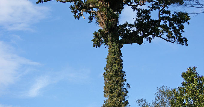 Rimu • Herb Federation of New Zealand