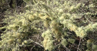 Lichen • Herb Federation of New Zealand