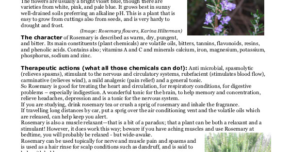 Rosemary • Herb Federation of New Zealand