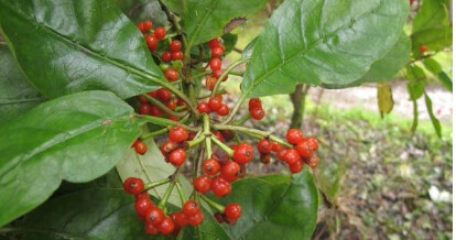 Karamu • Herb Federation of New Zealand